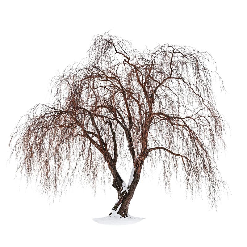 PNG Weeping Willow Against Transparent Background Stock Illustration ...