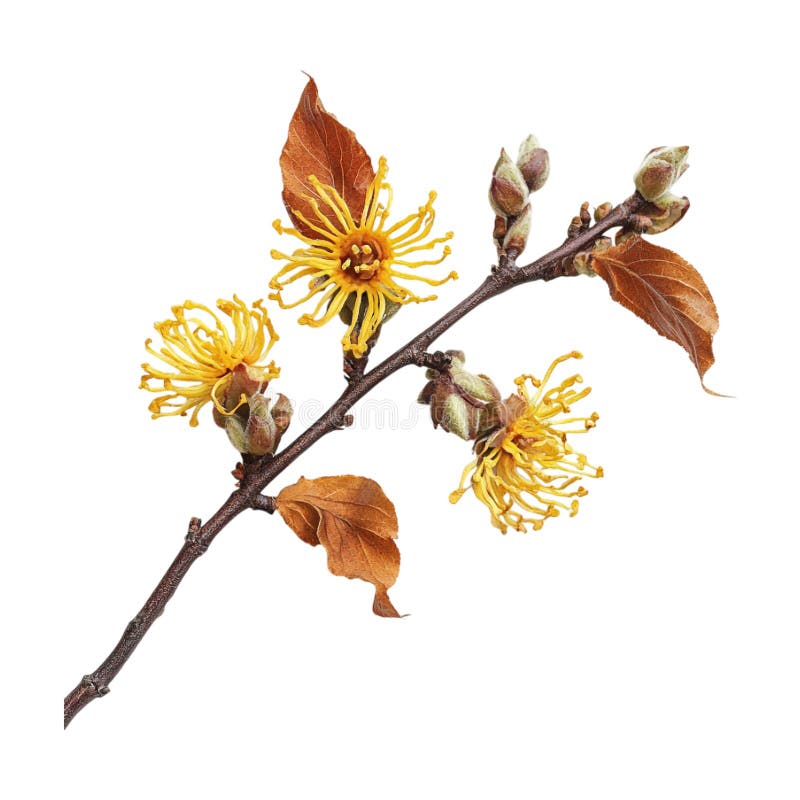 PNG Witch Hazel on Transparent Background - Ai Generated Stock ...