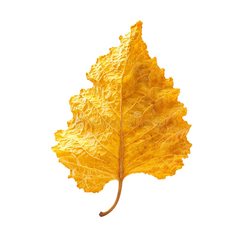 PNG Yellow Dried Leaf Top View on Transparent Background Stock ...