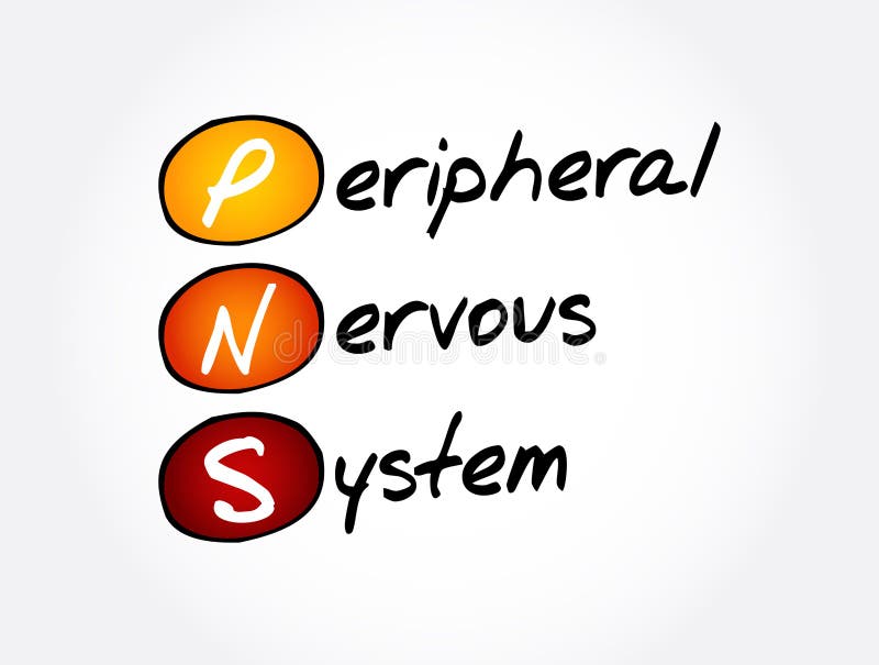 Peripheral Nervous System Stock Illustrations – 682 Peripheral Nervous ...