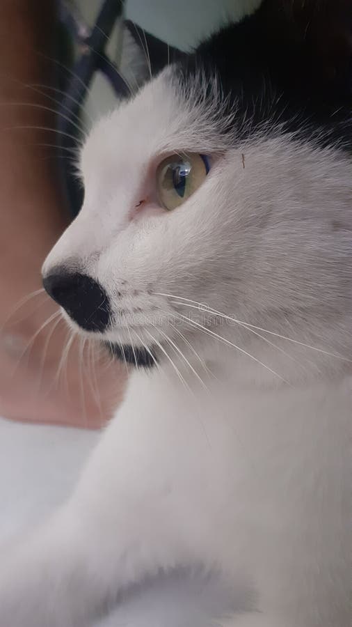 Po the cat stock image. Image of organ, mammal, skin - 219391699