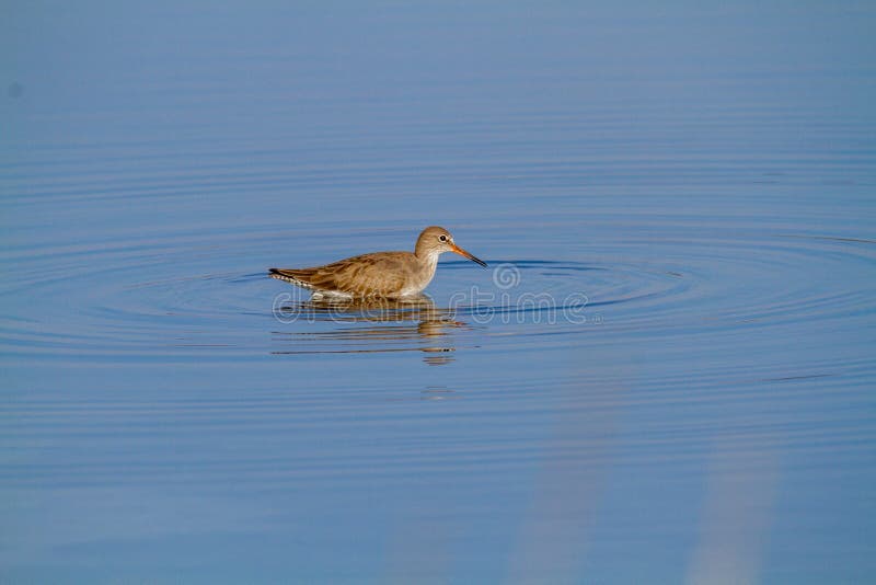 Black Squid Aquatic Bird Po Delta Regional Park Comacchio Iitaly Stock ...