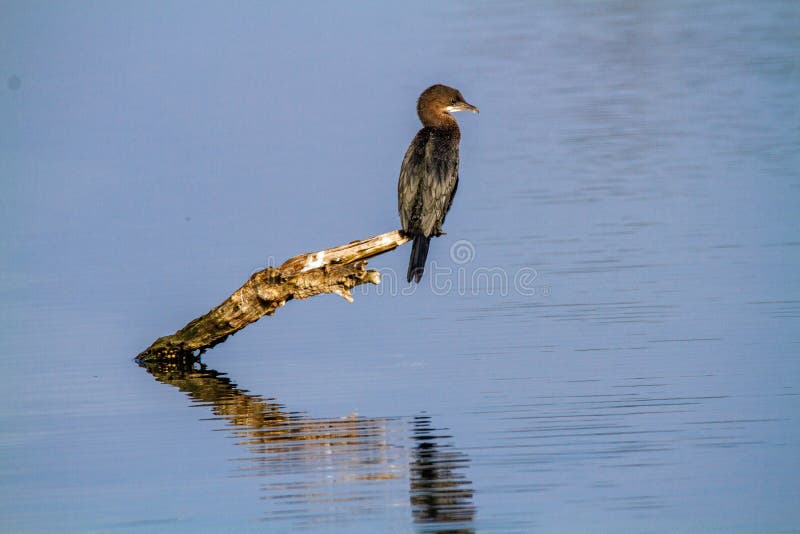 Lesser Shag Aquatic Bird Po Delta Regional Park Comacchio Iitaly Stock ...