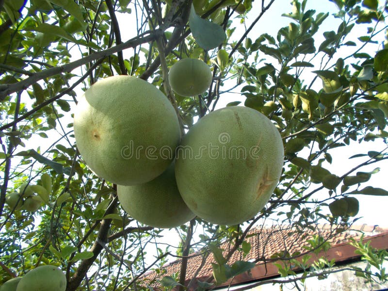 Pomelo Pummelo Tree and Fruits Stock Photo - Image of freshest, fruits ...
