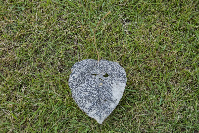 Po Leaf Laying on the Green Grass Ground Stock Image - Image of leaf ...