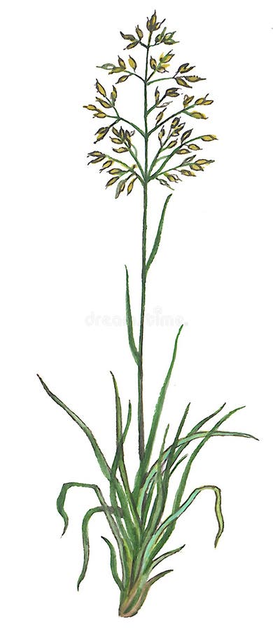 Bluegrass Stock Illustrations – 1,238 Bluegrass Stock Illustrations ...