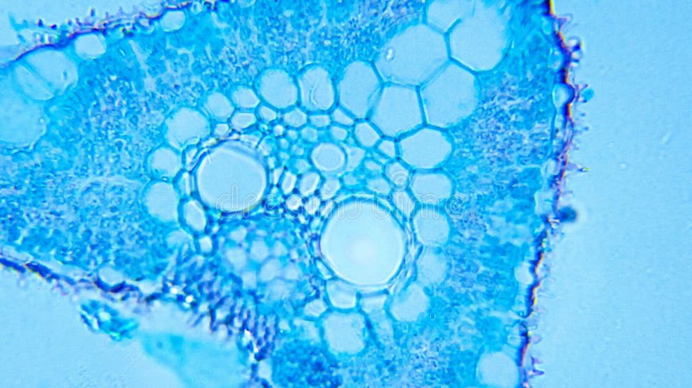 Poa Leaf cs stock image. Image of science, concepts - 346026329