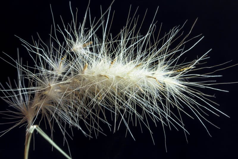 Poaceae - Beautiful Grass with Filaments, Macro Over Black Stock Photo ...