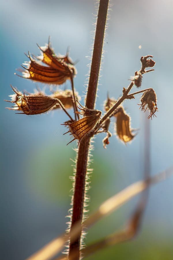 Poaceae or Gramineae stock photo. Image of blooming - 139136574