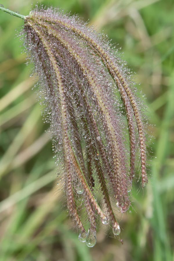 Poaceae or Gramineae stock image. Image of natural, beautiful - 82686569