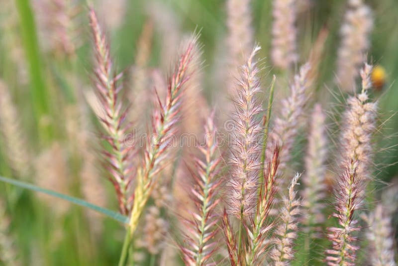 Poaceae grass flower. stock image. Image of flower, afternoon - 51842755