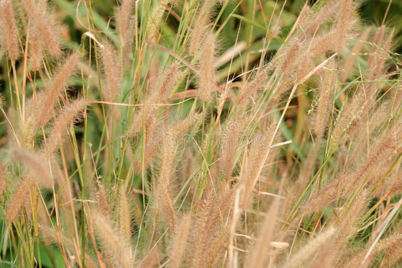 Poaceae Grass Flower stock image. Image of fresh, sunlight - 77173689