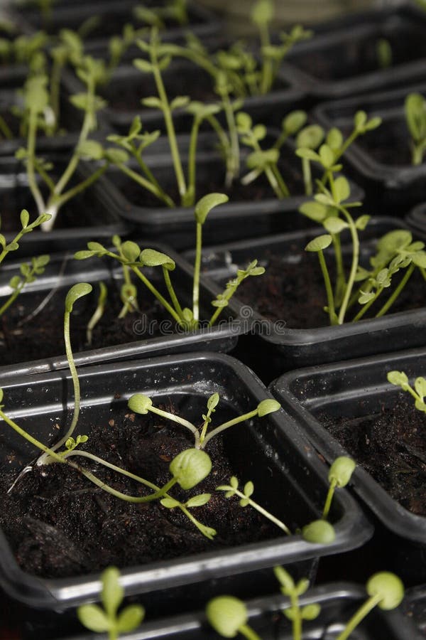 Poached egg plant stock photo. Image of foliage, douglasii - 41451482