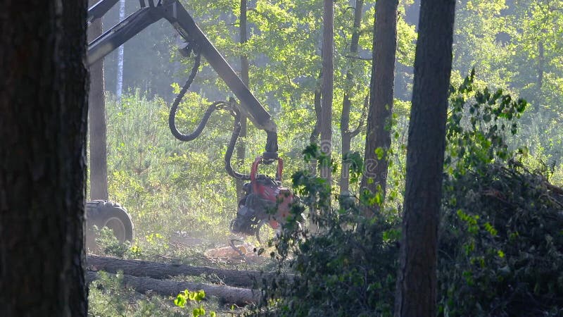 Poaching, Deforestation, Illegal Deforestation, Destruction of Forest ...