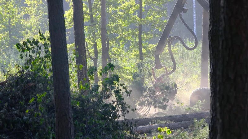 Poaching, Deforestation, Illegal Deforestation, Destruction of Forest ...