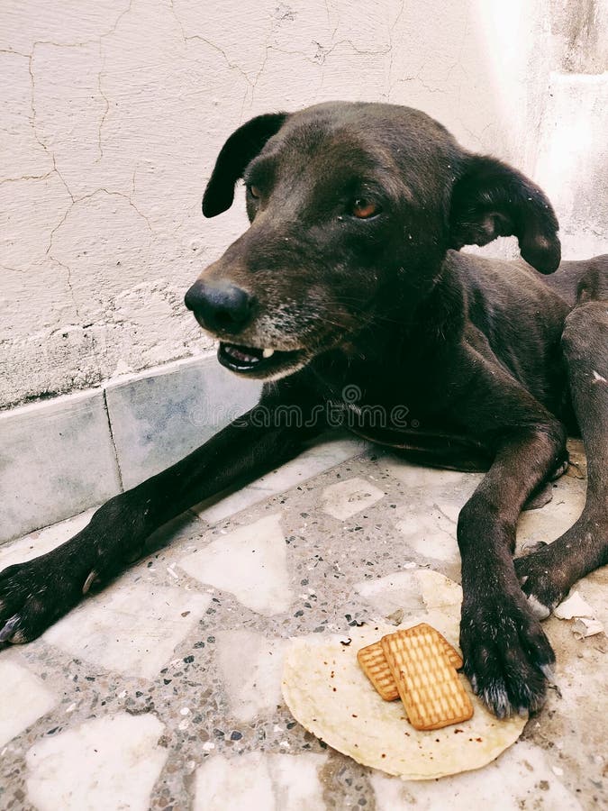 Pobre Perro Callejero Con Comida Imagen de archivo - Imagen de pobre ...