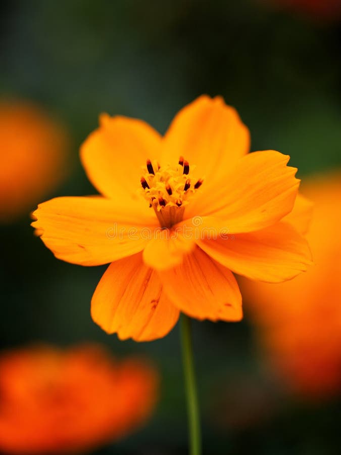 Flor Anaranjada En Chimborazo, Ecuador Foto de archivo - Imagen de flor ...