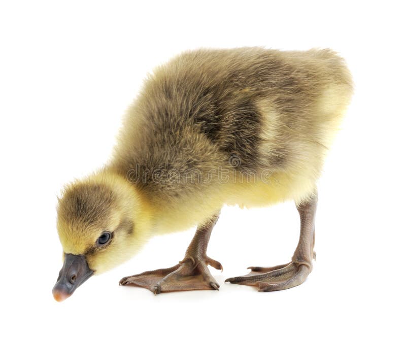 immagini di riserva di Papera - la sovranità di download 5,543 libera ...