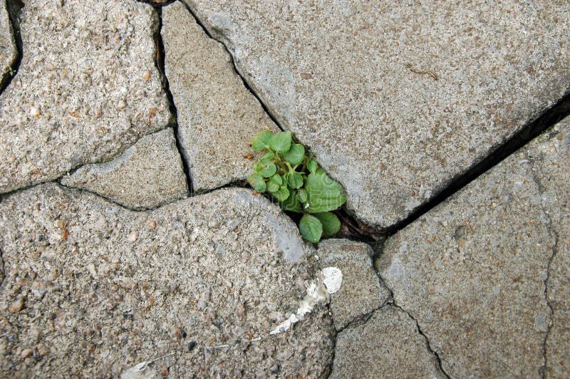 Poca Planta Que Crece Entre Los Azulejos Imagen de archivo - Imagen de ...