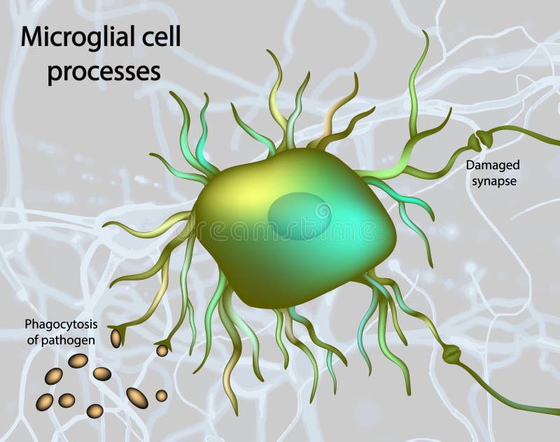 Pocess of Microglia Cell. Detailed 3D Scientific Illustration of a ...
