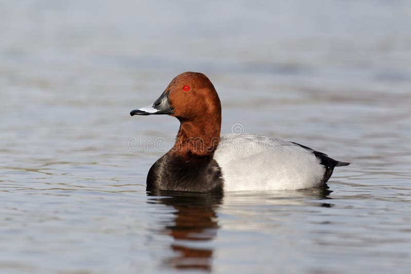 Pochard, Aythya Ferina, Single Male on Water, Warwickshire Stock Image ...