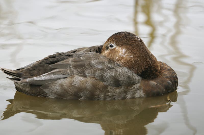Pochard duck stock image. Image of waterfowl, wild, water - 19006883