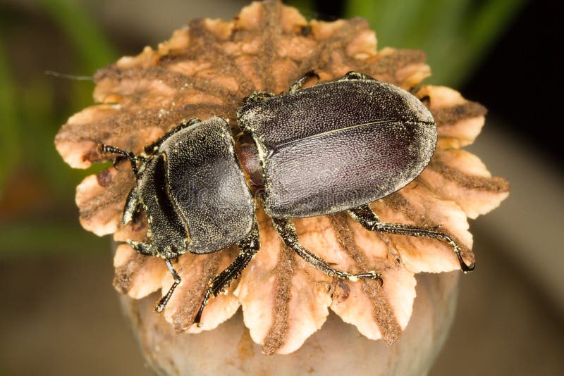 Scarabeo Di Maschio, Maschio/cervus Di Lucanus Immagine Stock ...