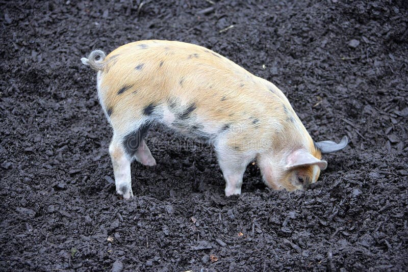 Pocilga 2 foto de archivo. Imagen de agradable, retrato - 1449714