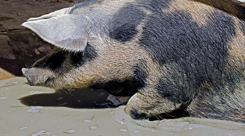 Pocilga 6 imagen de archivo. Imagen de enganche, encrucijada - 35254261