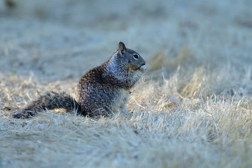 A Pocket Gopher Eating Lunch Stock Photo - Image of lunch, basking ...