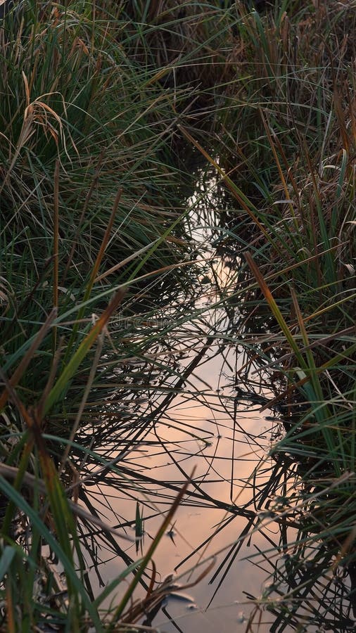 Pockets of Water in the Meadow Stock Image - Image of lake, panorama ...