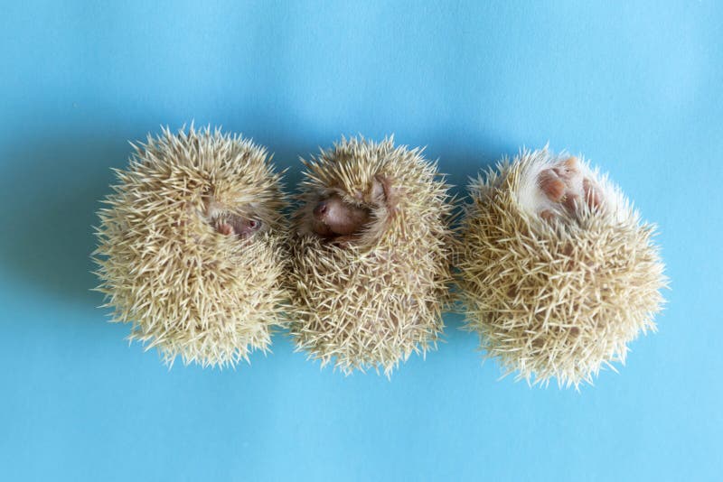 Poco animal - erizo foto de archivo. Imagen de vida - 135079832
