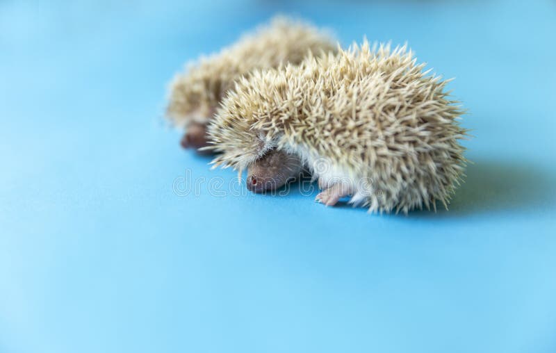 Poco animal - erizo foto de archivo. Imagen de encantador - 135079860