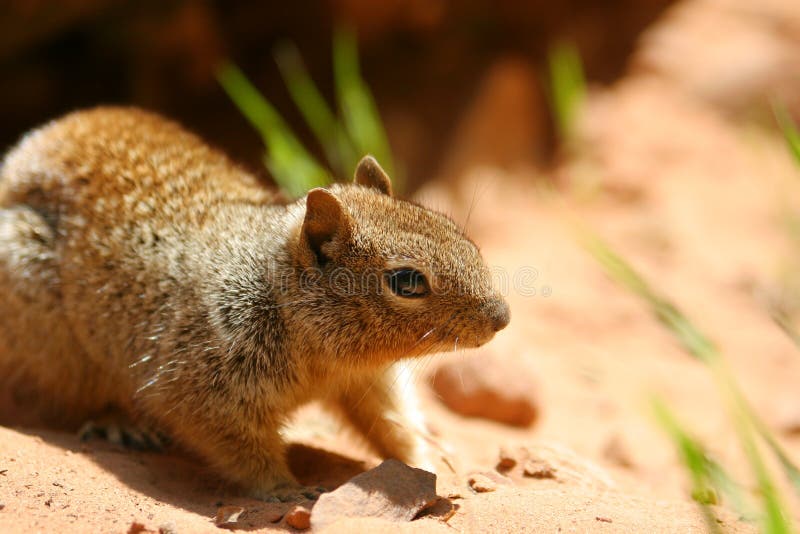 Poco Animal Marrón Del Sqirrel Imagen de archivo - Imagen de mirando ...