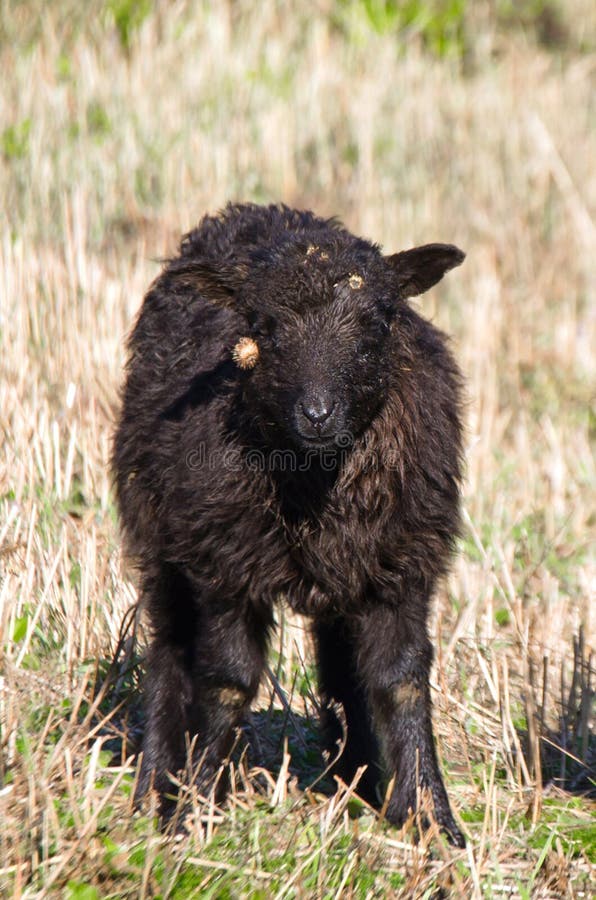 Poco Cordero Negro Que Pasta En El Campo Foto de archivo - Imagen de ...