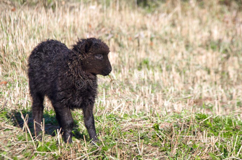 Poco Cordero Negro Que Pasta En El Campo Foto de archivo - Imagen de ...