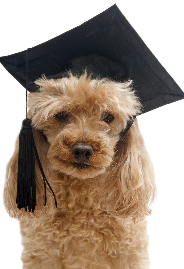 332 Perro Graduado De La Graduación Fotos de stock - Fotos libres de ...