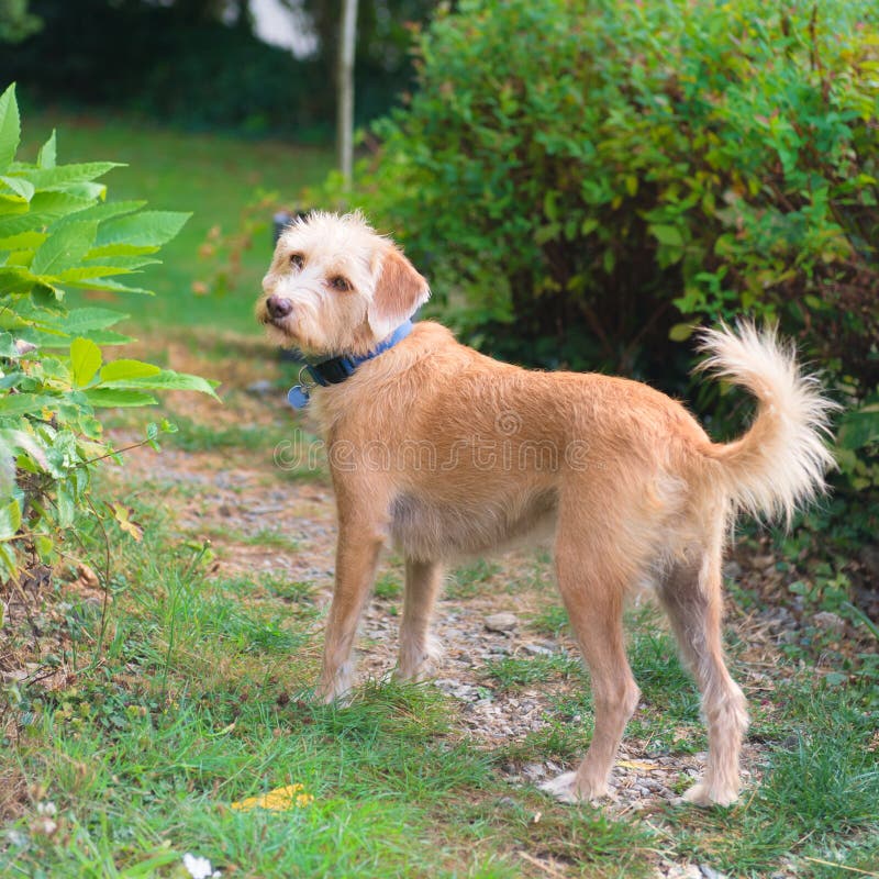 Poco Perro Cruzado De La Raza Imagen de archivo - Imagen de portugués ...