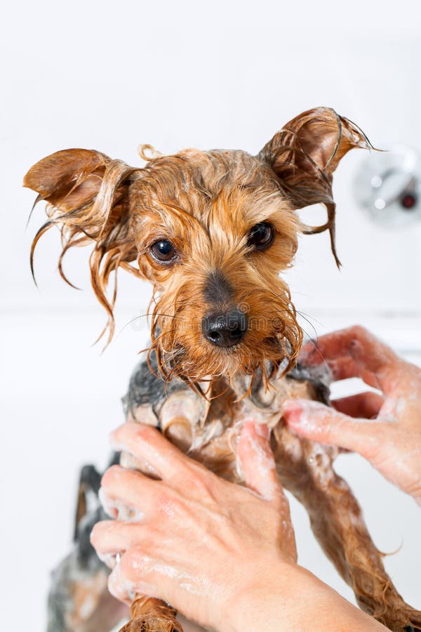 Poco Perro De Yorkshire Que Consigue Lavado. Imagen de archivo - Imagen ...