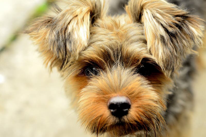 Poco Perro Del Yorkie Yorkshire Terrier Foto de archivo - Imagen de ...