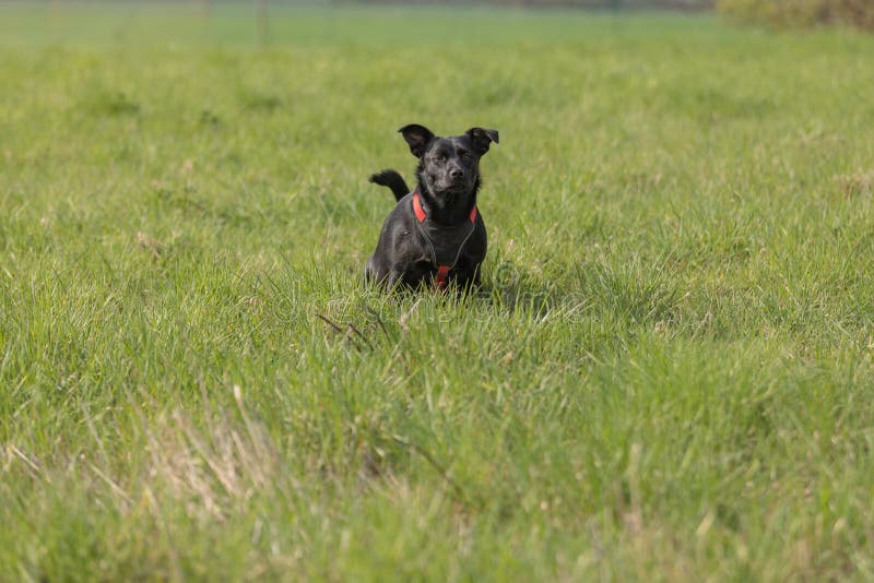 Poco Perro Negro Que Hace Pis En Un Prado Foto de archivo - Imagen de ...