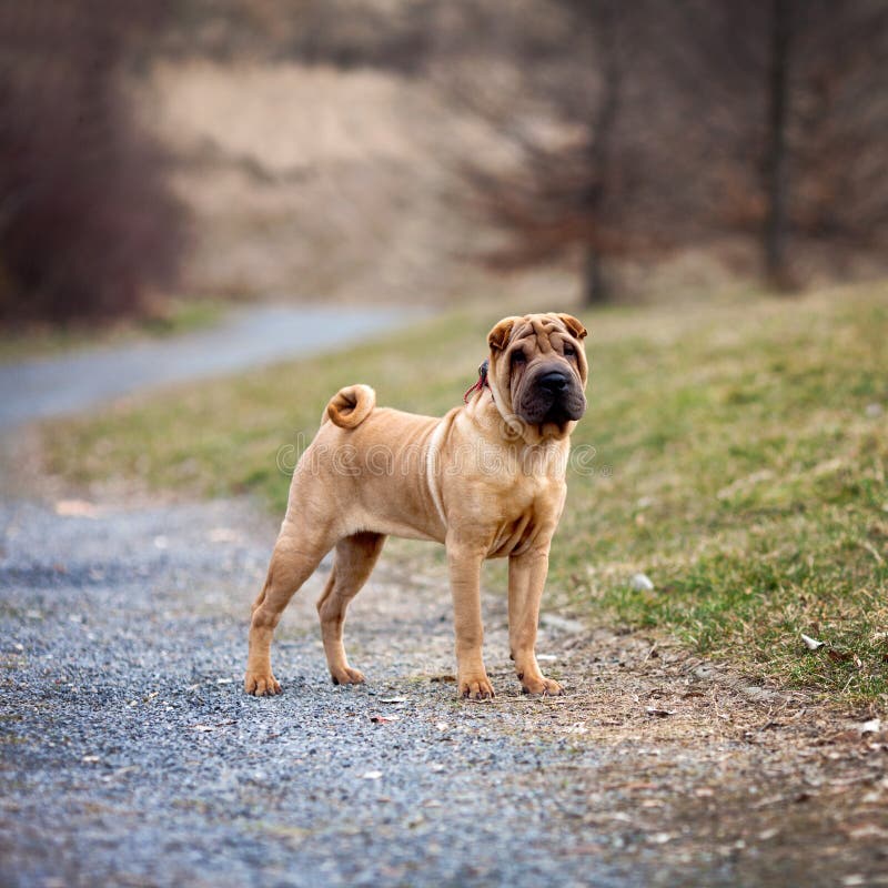 Poco Perro Shar Del Pei En Un Parque Imagen de archivo - Imagen de ...