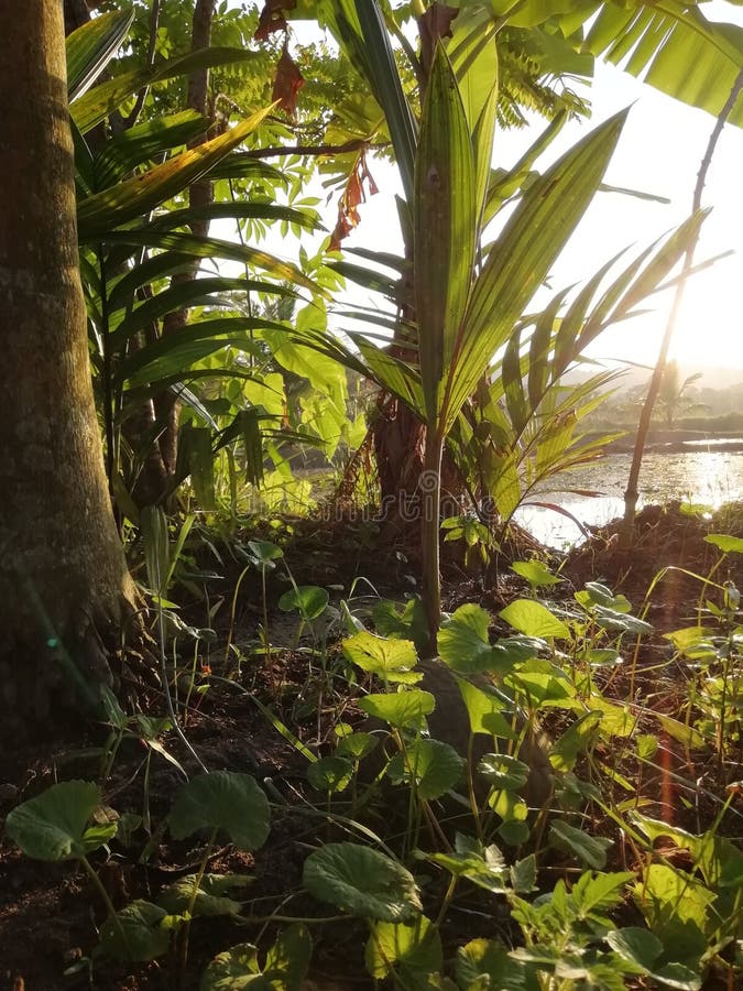 Poco planta del coco imagen de archivo. Imagen de sunlight - 140757463