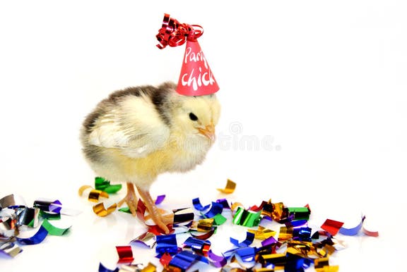 Poco pollo del partido foto de archivo. Imagen de partido - 23534506