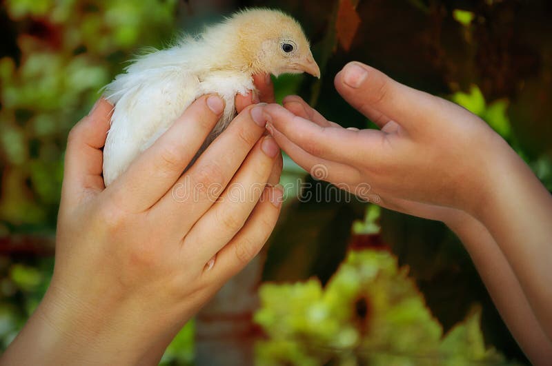Poco pollo, manos, granja foto de archivo. Imagen de asimiento - 132085586