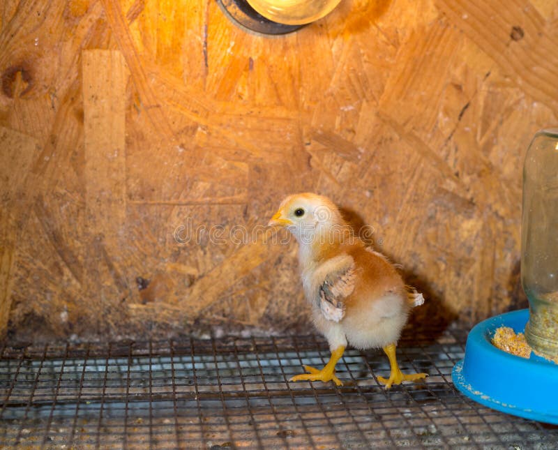 Poco Pollos En Una Gallina Clueca En La Granja Foto de archivo - Imagen ...