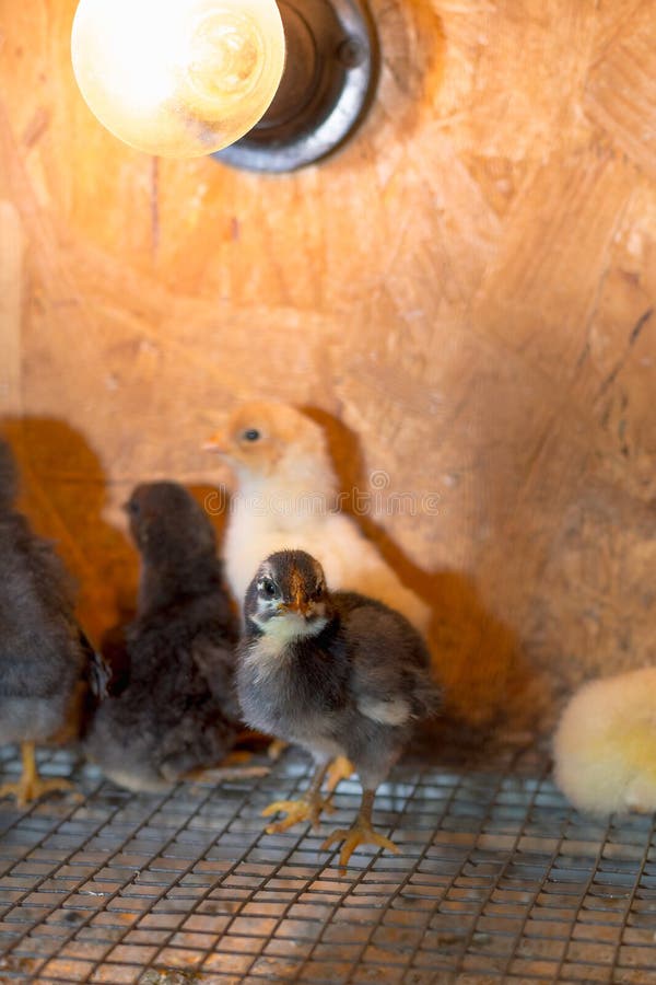 Poco Pollos En Una Gallina Clueca En La Granja Imagen de archivo ...