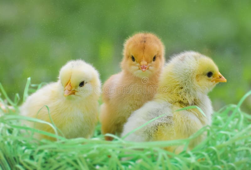 Poco Pollos Lindos De Mi Granja Imagen de archivo - Imagen de queso ...
