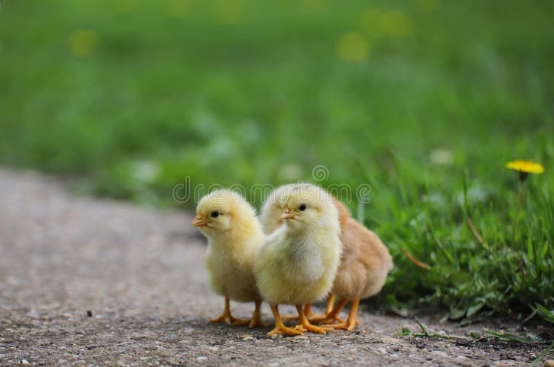 Poco Pollos Lindos De Mi Granja Foto de archivo - Imagen de desayuno ...