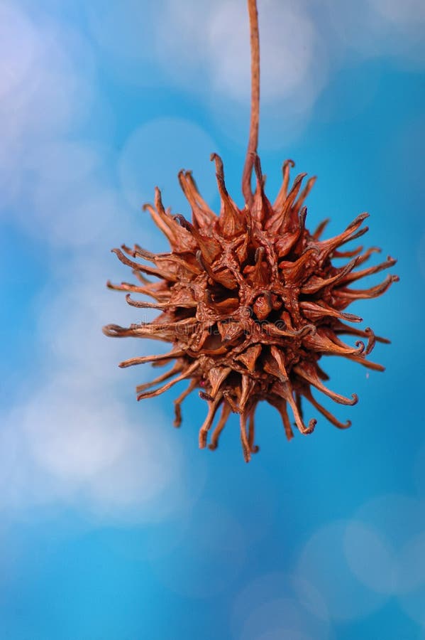 Pod Picture. Image: 467396